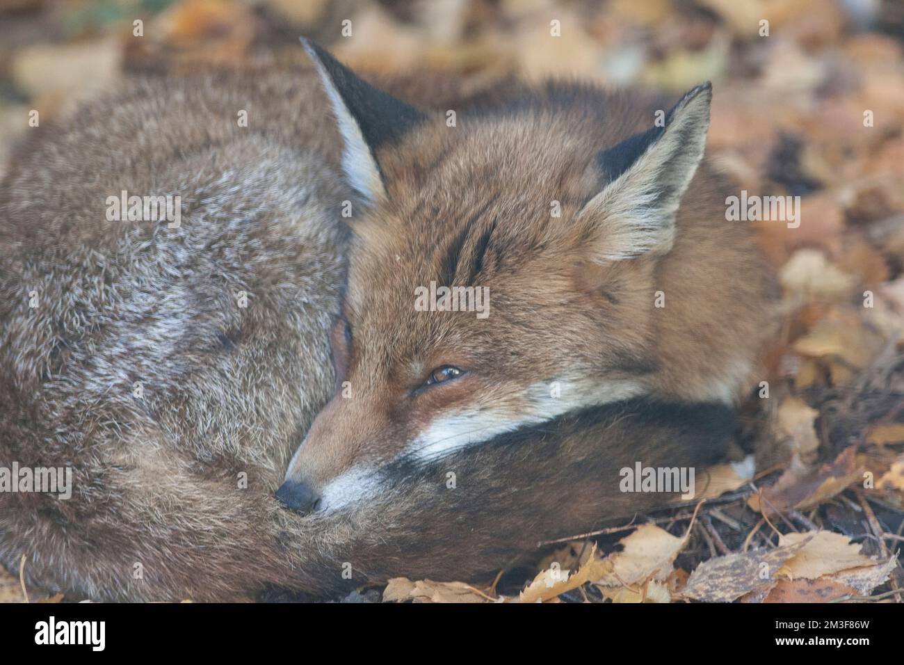 UK Weather, London, 15 December 2022: An urban fox snoozes curled up on ...