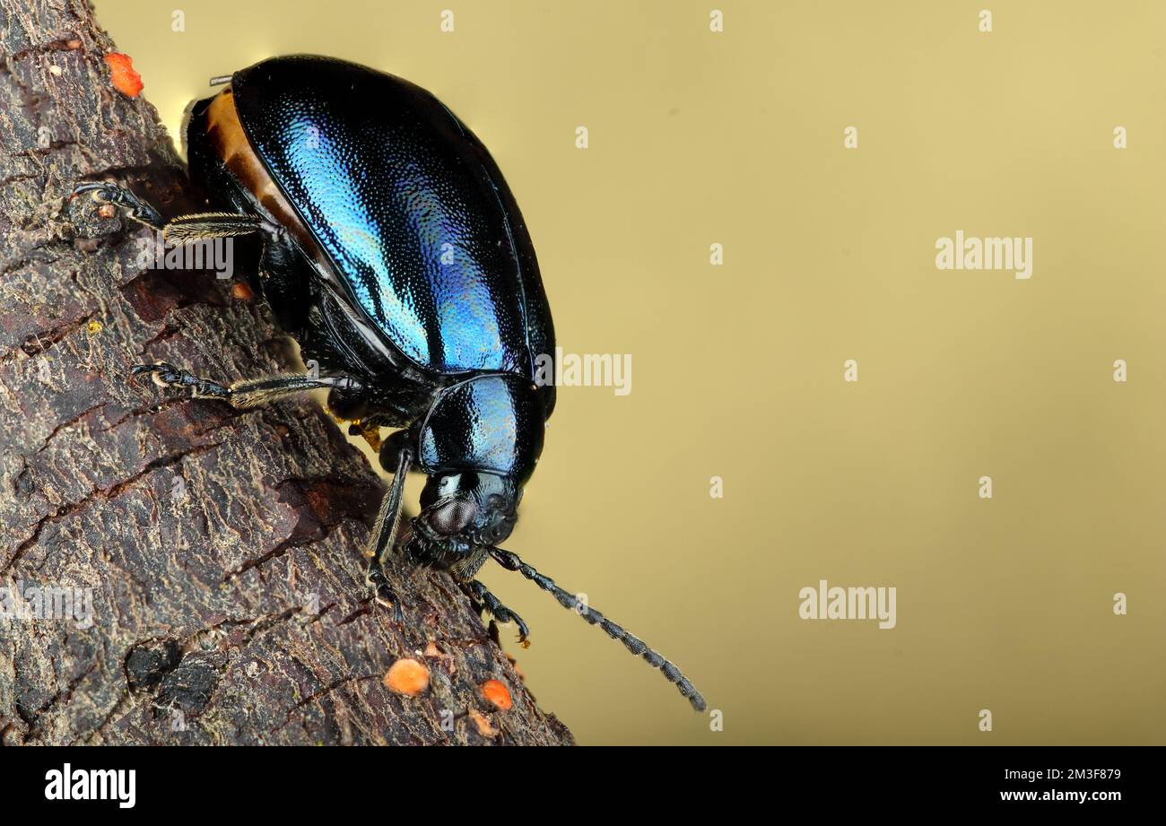 insect Hurmak alder tree on a stick and a light background Stock Photo ...