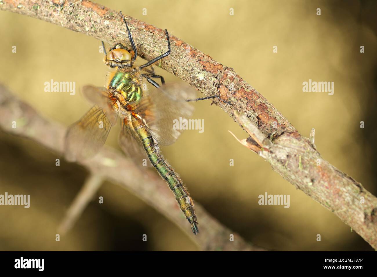 young dragonfly with a damaged eye on a stick from below on a light ...