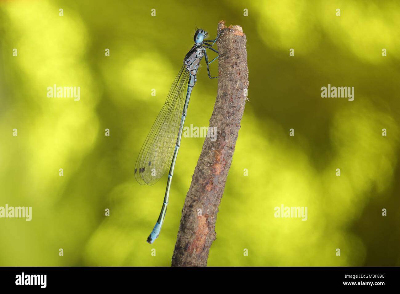 young dragonfly vertically on a stick and against a green background ...