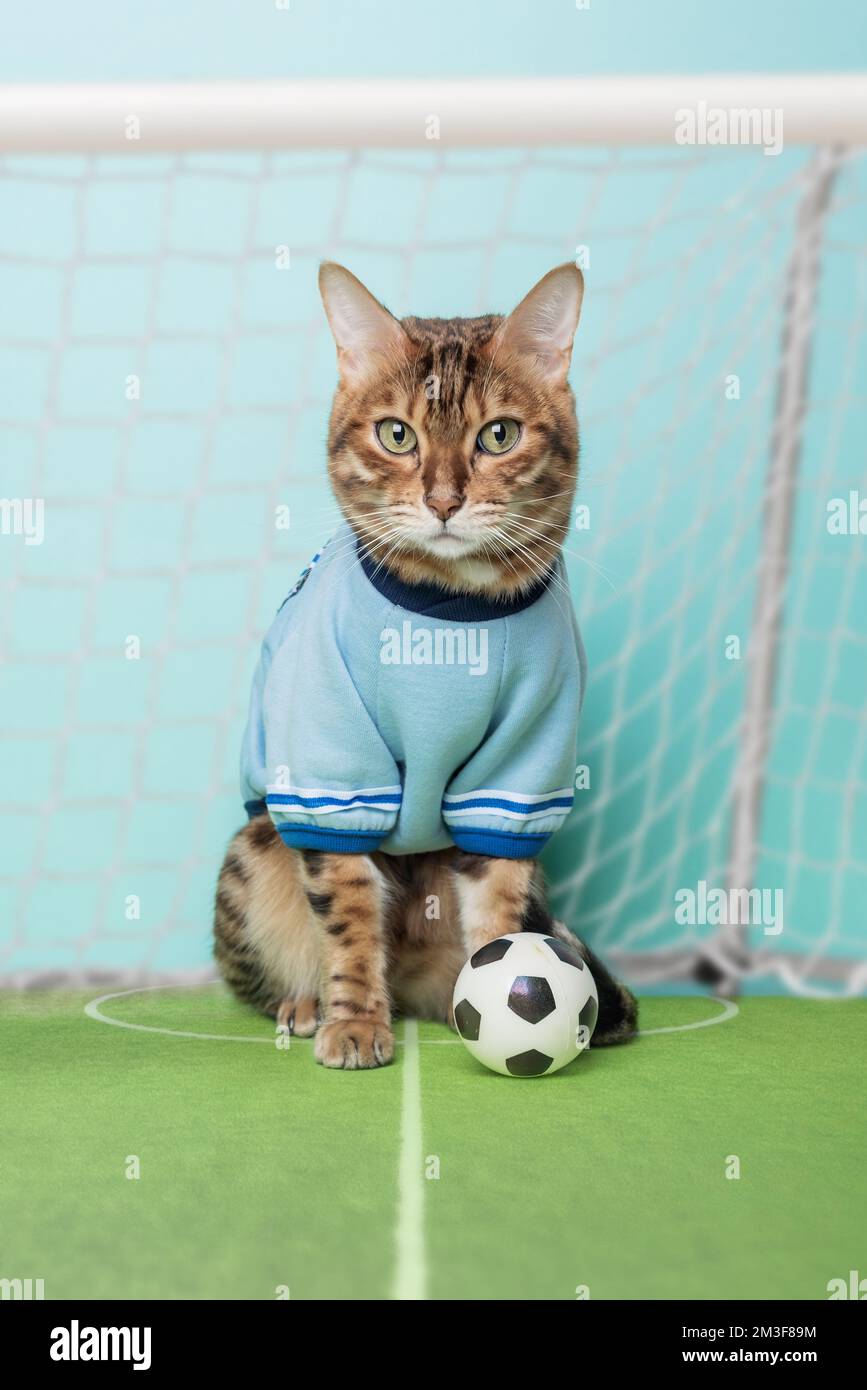 Bengal cat with a soccer ball sits on the soccer field near the gate ...