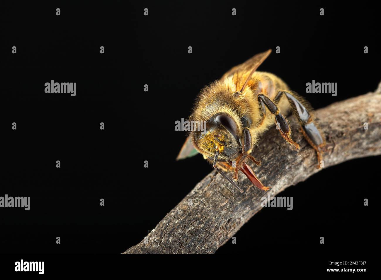 bee on a twig and black background Stock Photo - Alamy