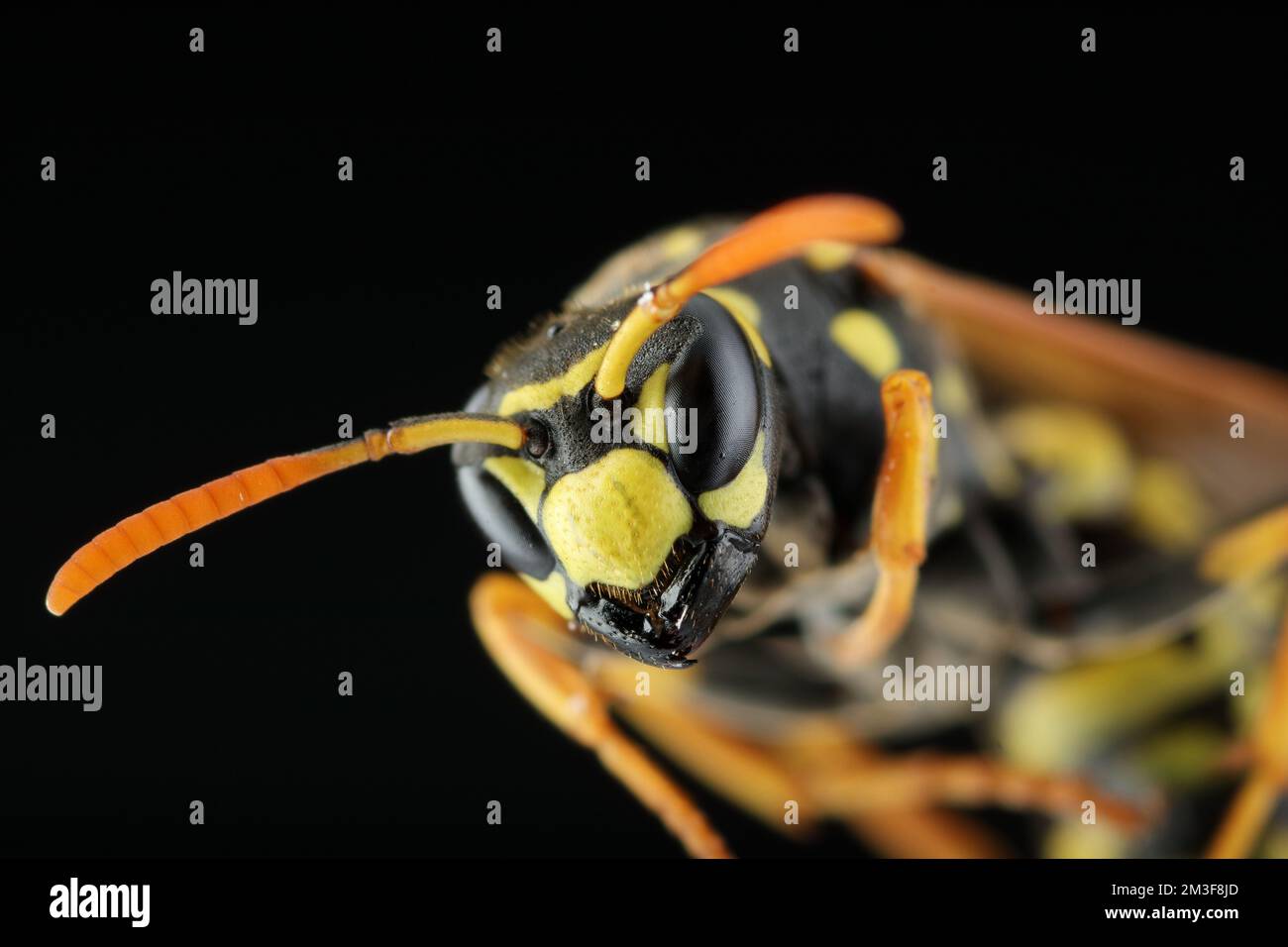 wasp head with antennae on a black background Stock Photo - Alamy