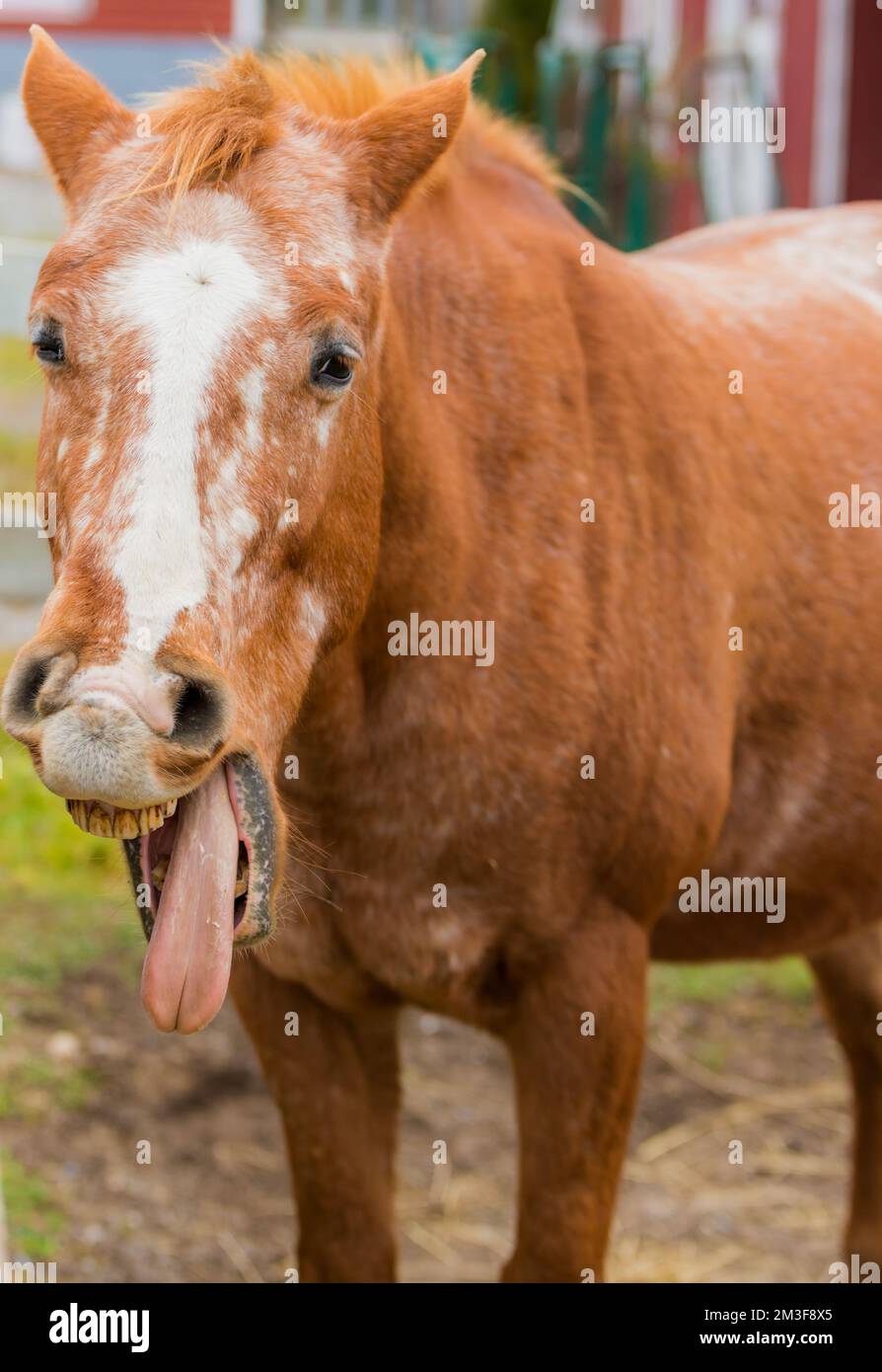 Light brown horse in a barnyard laughs with his tongue out. Dark ...