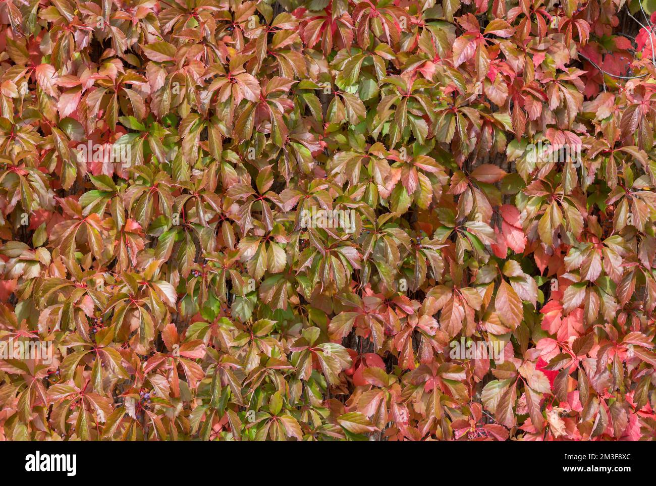 Mostly red hi-res stock photography and images - Alamy