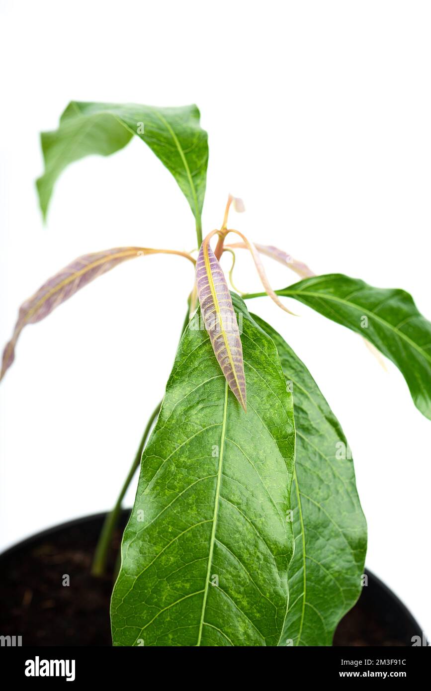 Leaves of young pink and green mango seedlings in a flower pot. Growing ...
