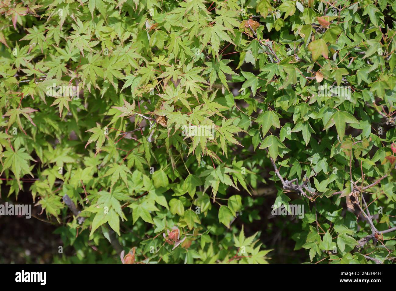 Many green leafy plants hi-res stock photography and images - Alamy
