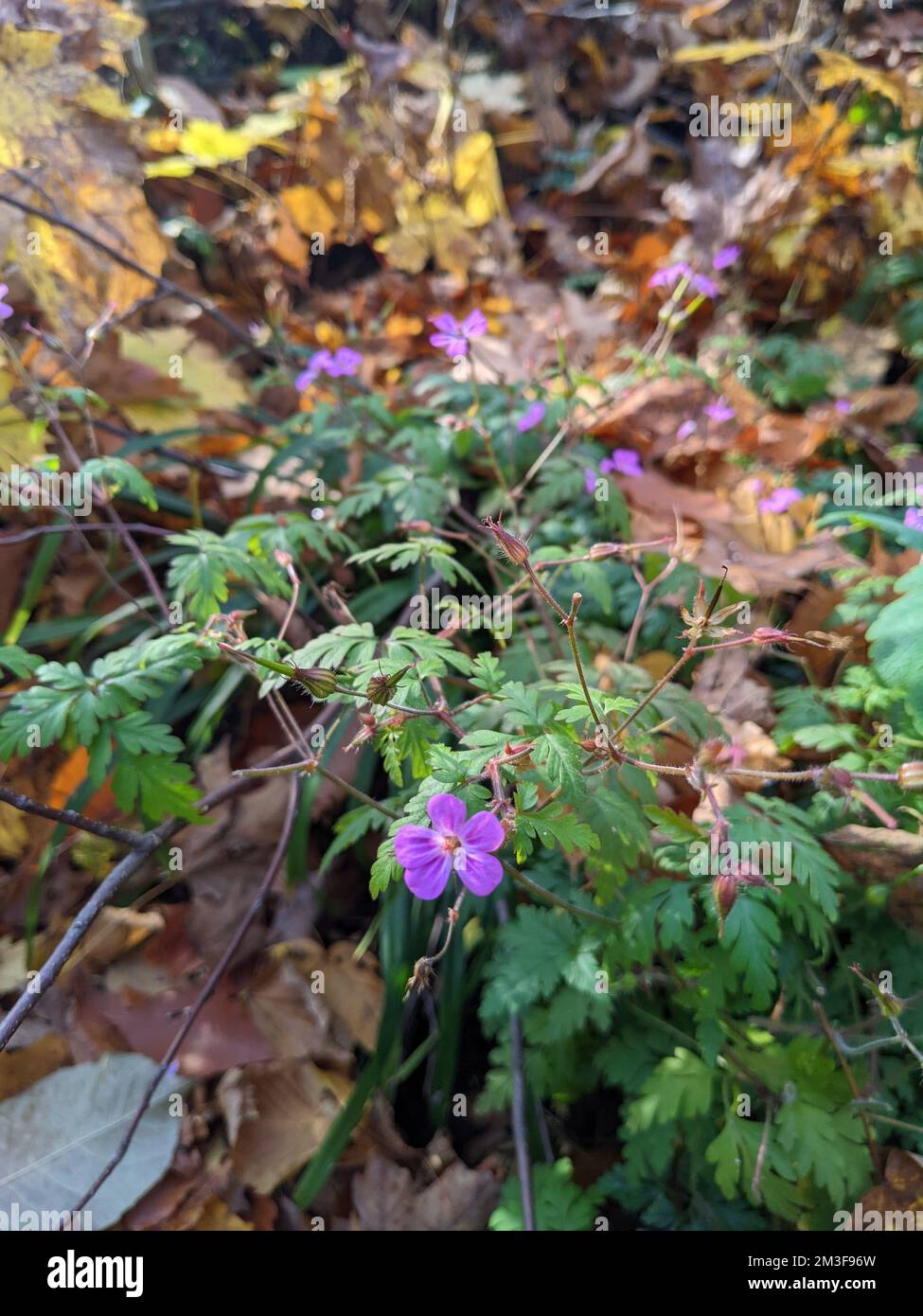 A vertical shot of a little-robin flower in an autumn forest Stock ...