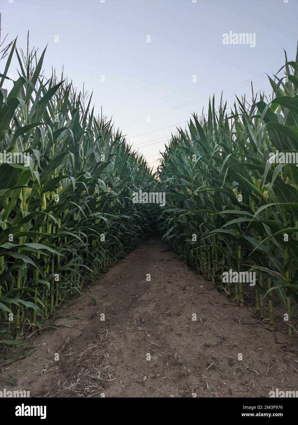 Vertical shot pathway through hi-res stock photography and images - Alamy