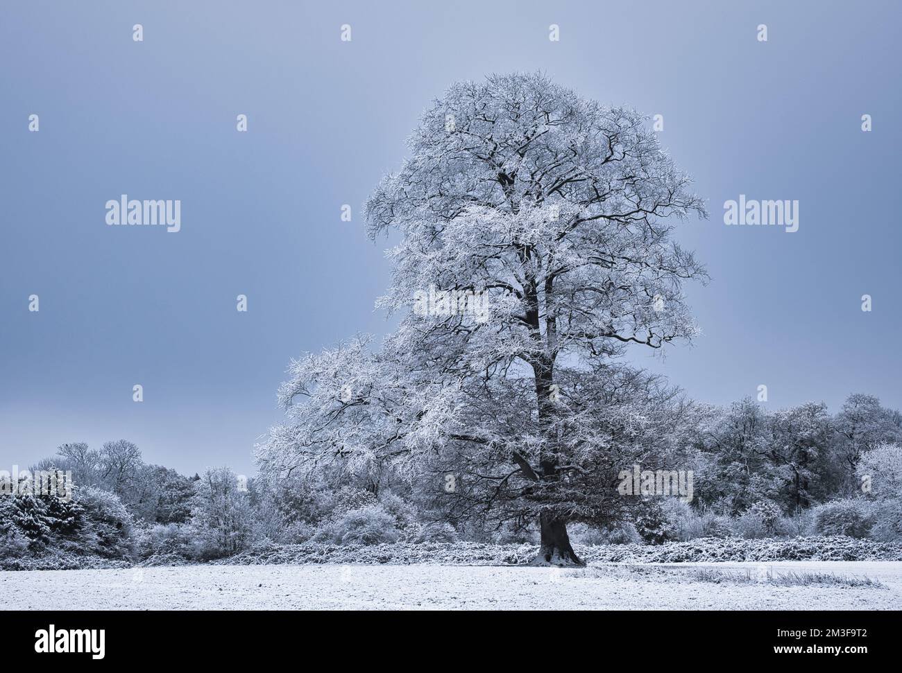 Snow covered Oak tree in Lloyd Park, Croydon, Surrey Stock Photo - Alamy