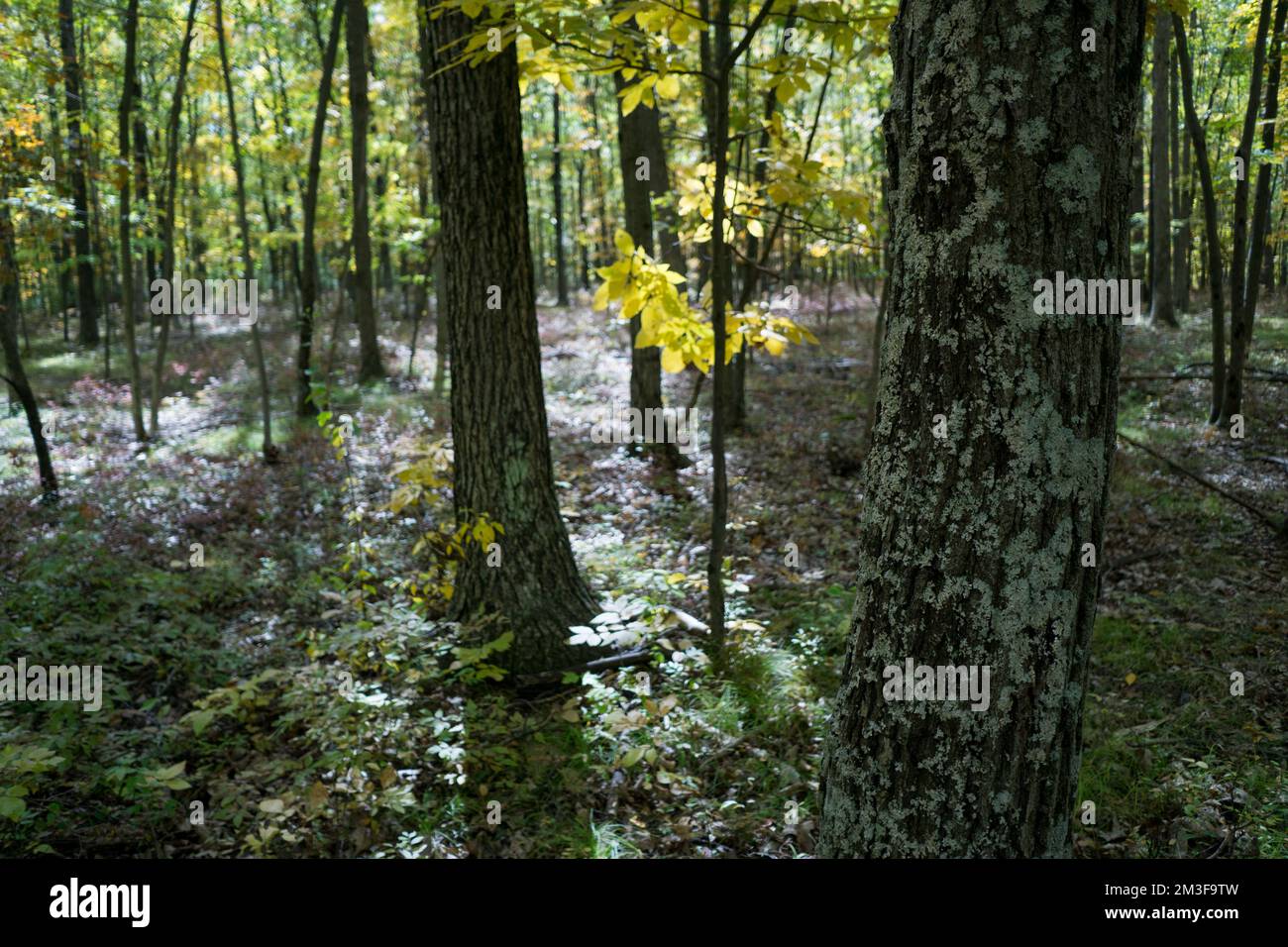 Steege hill nature preserve hi-res stock photography and images - Alamy