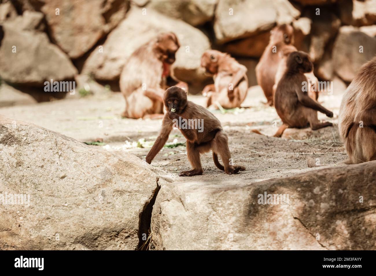 group of monkeys sit on a rock and eating vegetables in their natural ...