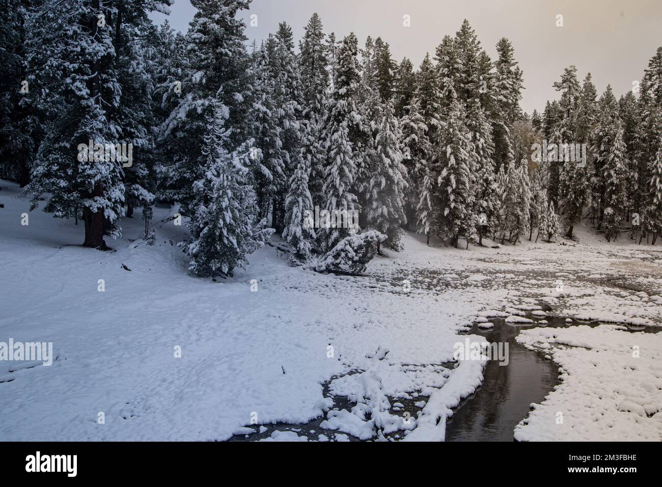 A frozen lake with trees covered with snow Stock Photo - Alamy