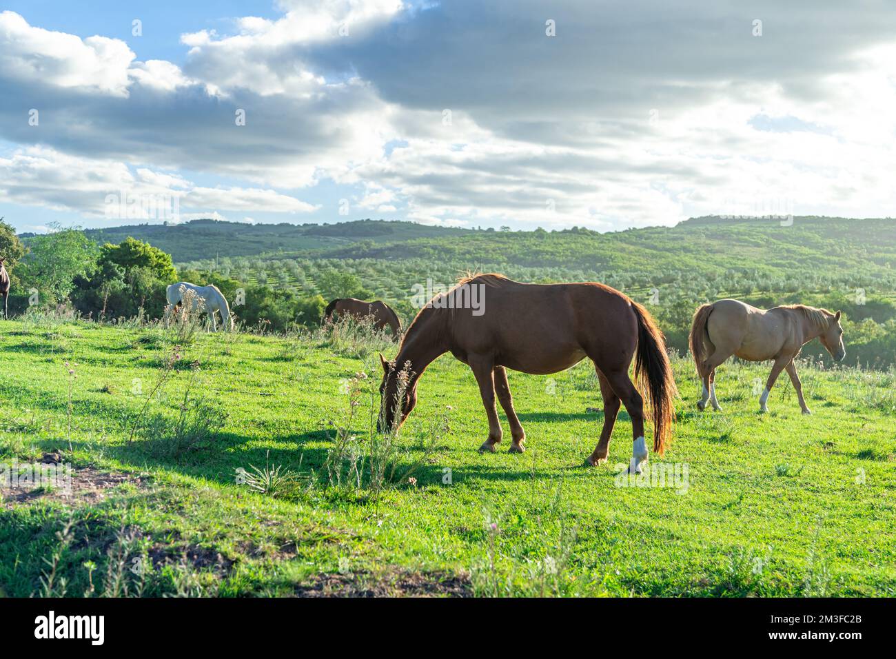 horses in nature at sunrise Stock Photo - Alamy
