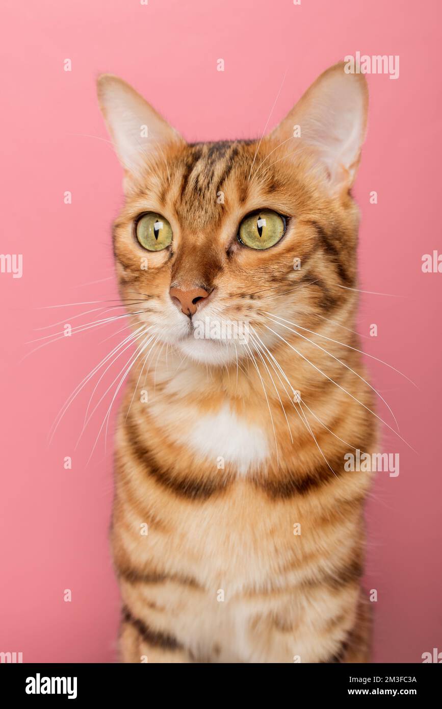 Funny Bengal cat on a pink background. Portrait on a wide-angle lens ...