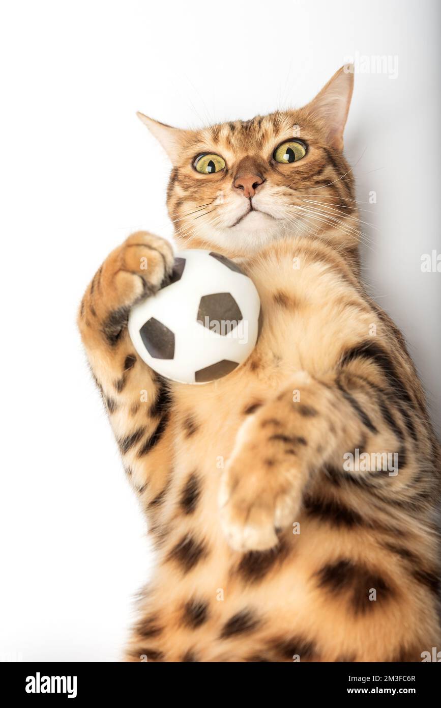 Red Bengal cat holding a soccer ball in its paws on a white background ...