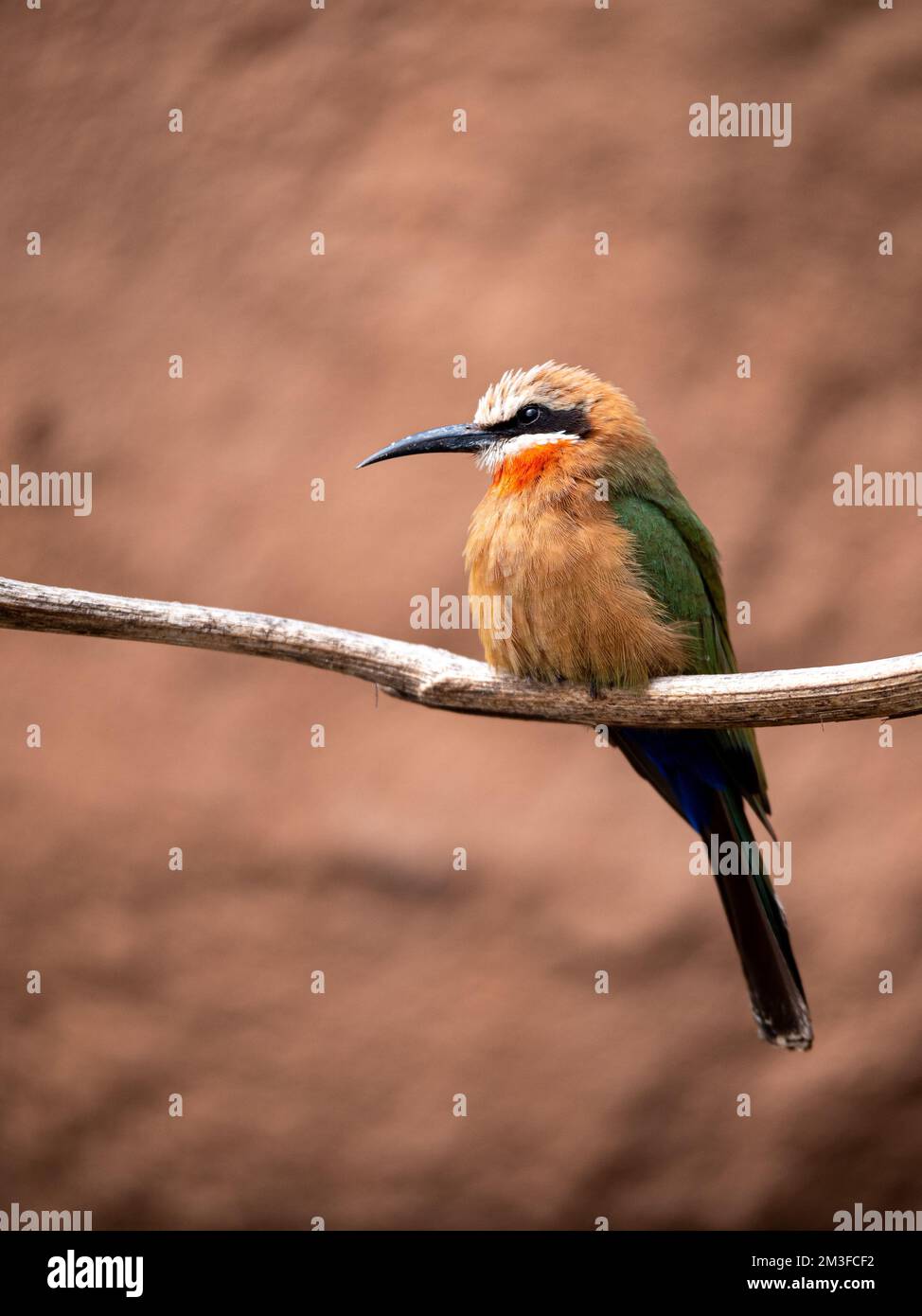 beautiful bird sits on a branch looking to its side Stock Photo - Alamy