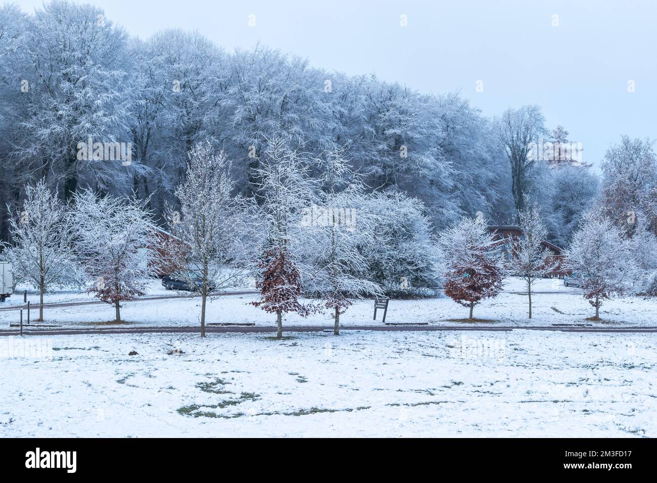Heavy frost and snow. Forest Holidays in winter time Stock Photo - Alamy