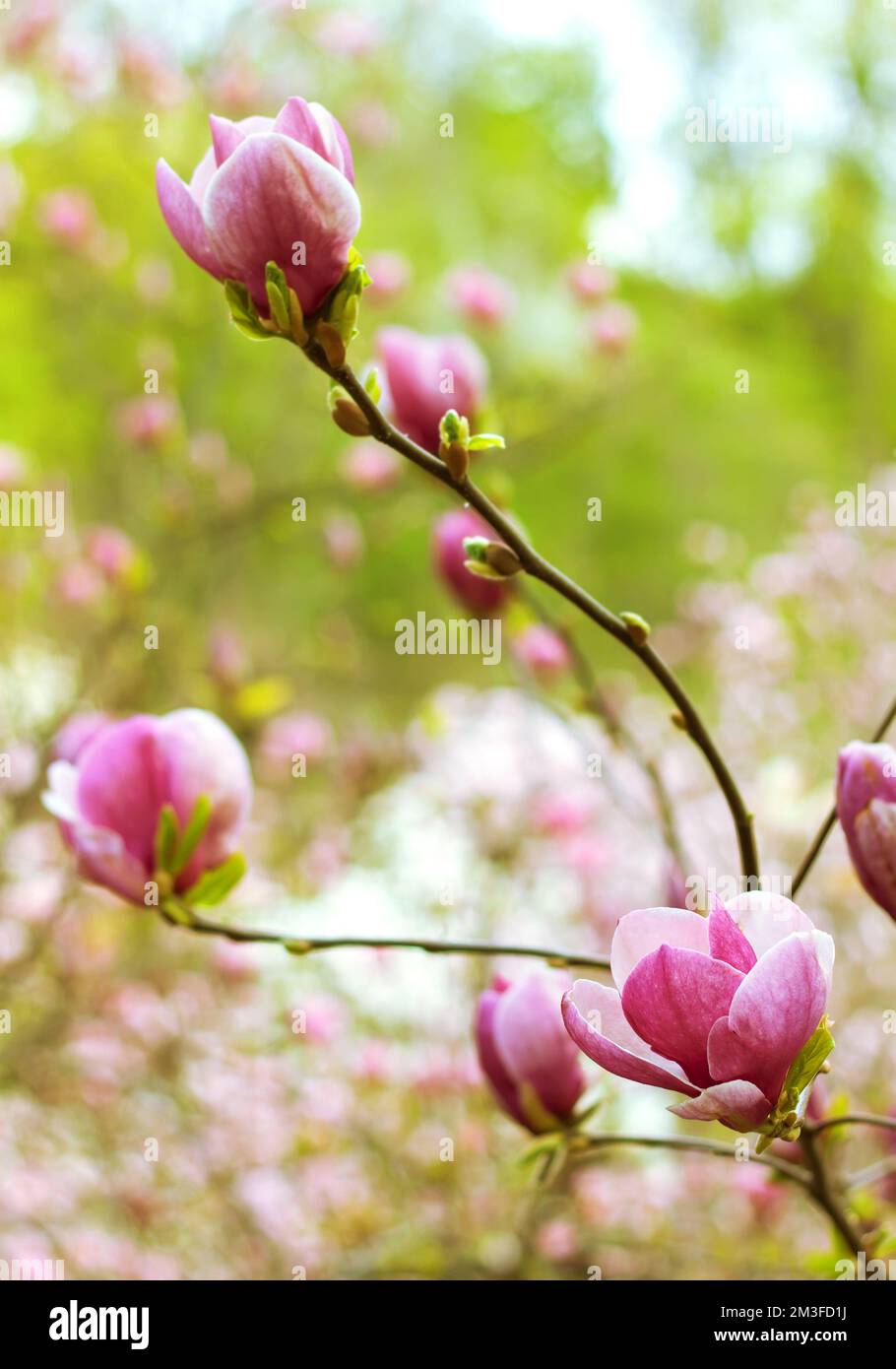 Beautiful pink magnolia branch tree blooming in the spring Stock Photo ...