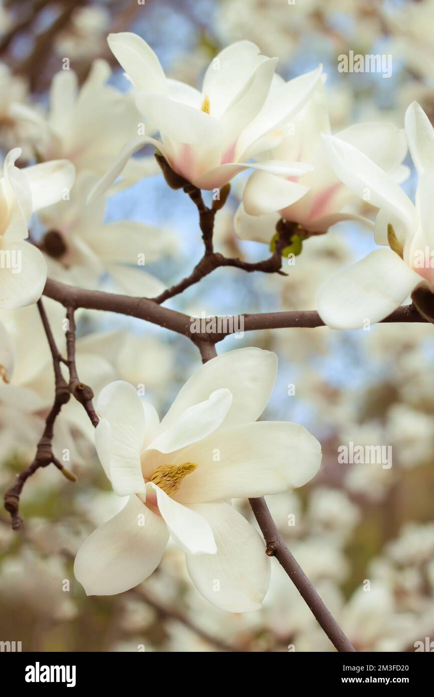 Magnolia branch hi-res stock photography and images - Alamy