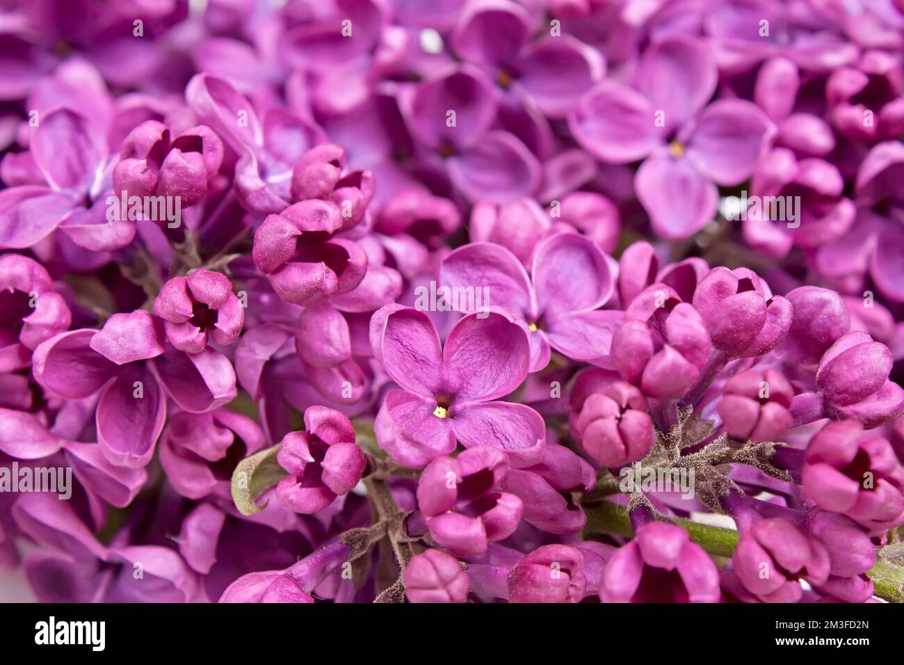 branch of violet lilac flowers close-up background Stock Photo - Alamy