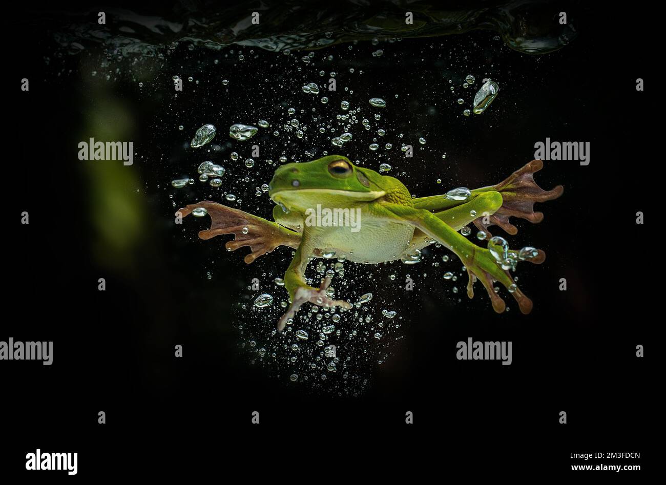 A close-up of a green frog (white-lipped tree frog) underwater in ...