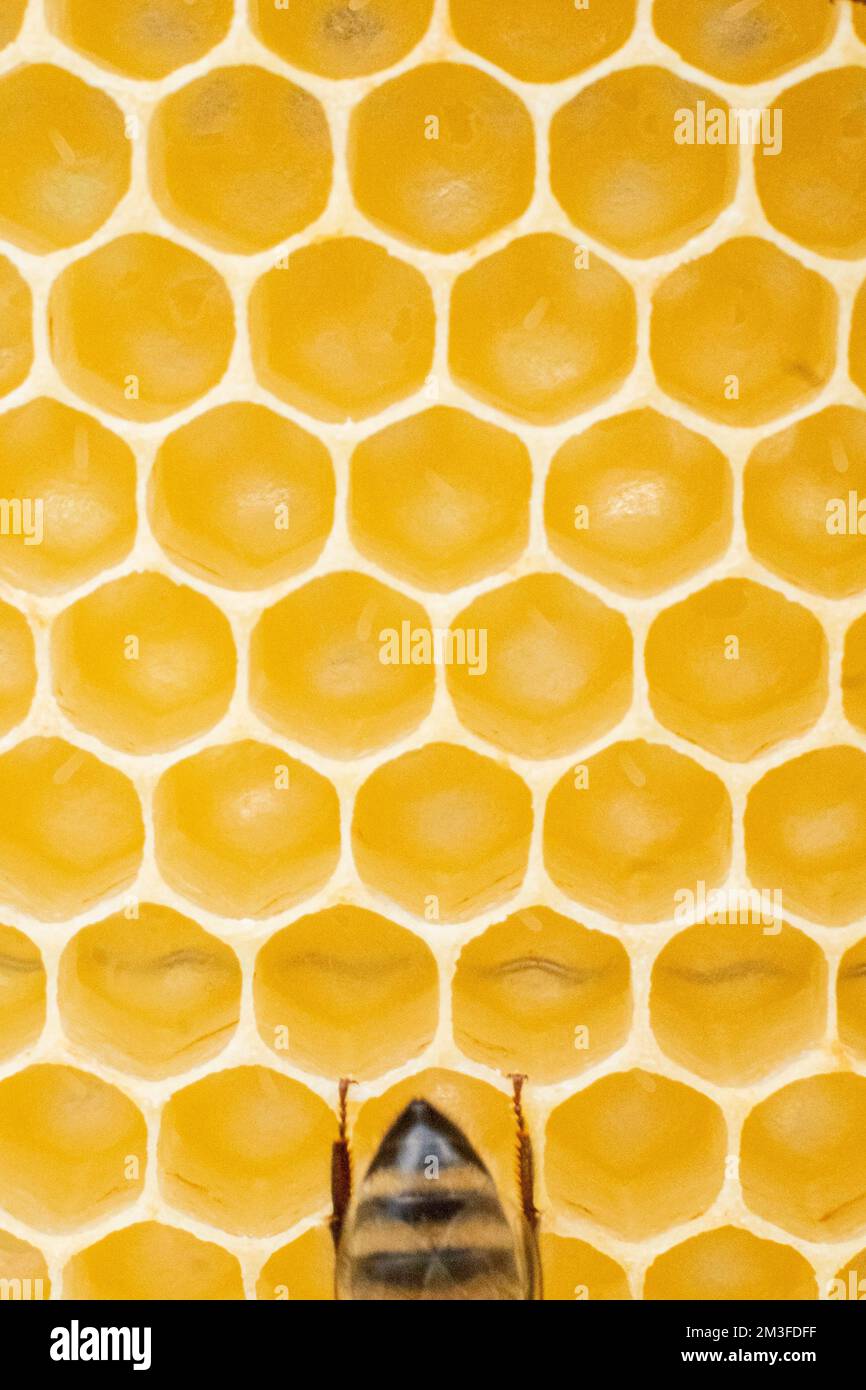 A vertical shot of a honey bee taking care of eggs under the lights ...