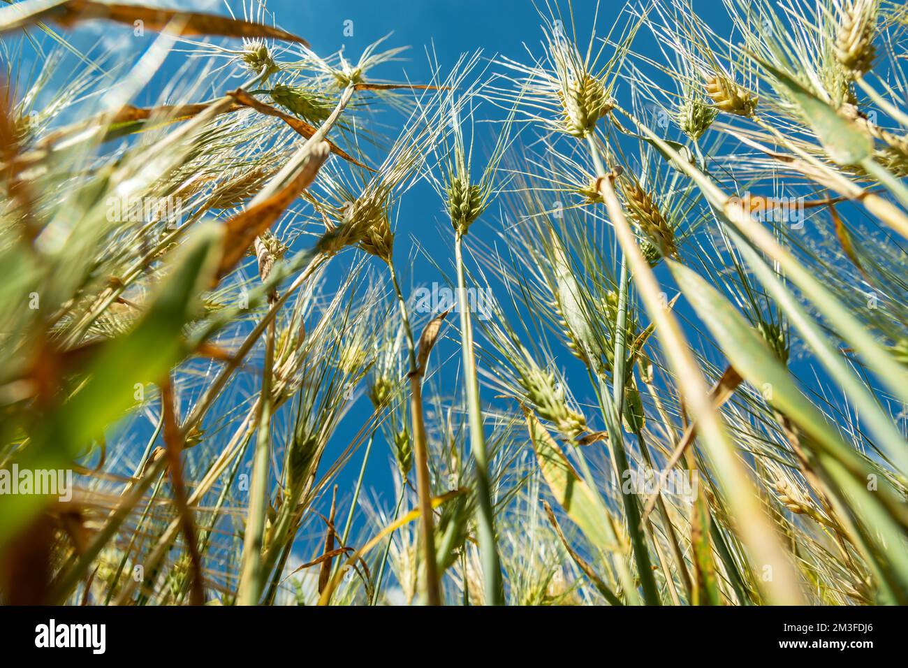 Close-up of triticale grain ears and blue sky, bottom view, Focus on ...