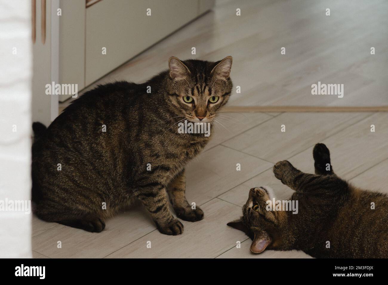 Portrait of two cats playing with each other in the apartment Stock ...