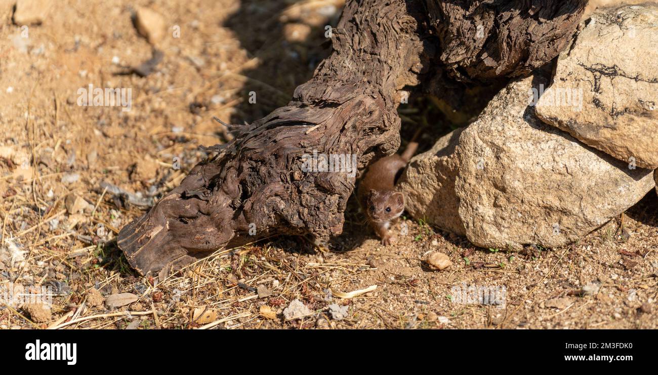 Trunk under hi-res stock photography and images - Alamy