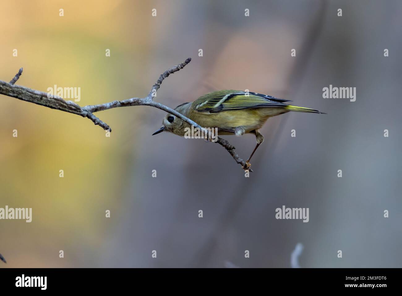 A Blue-headed Vireo perched on branch Stock Photo - Alamy
