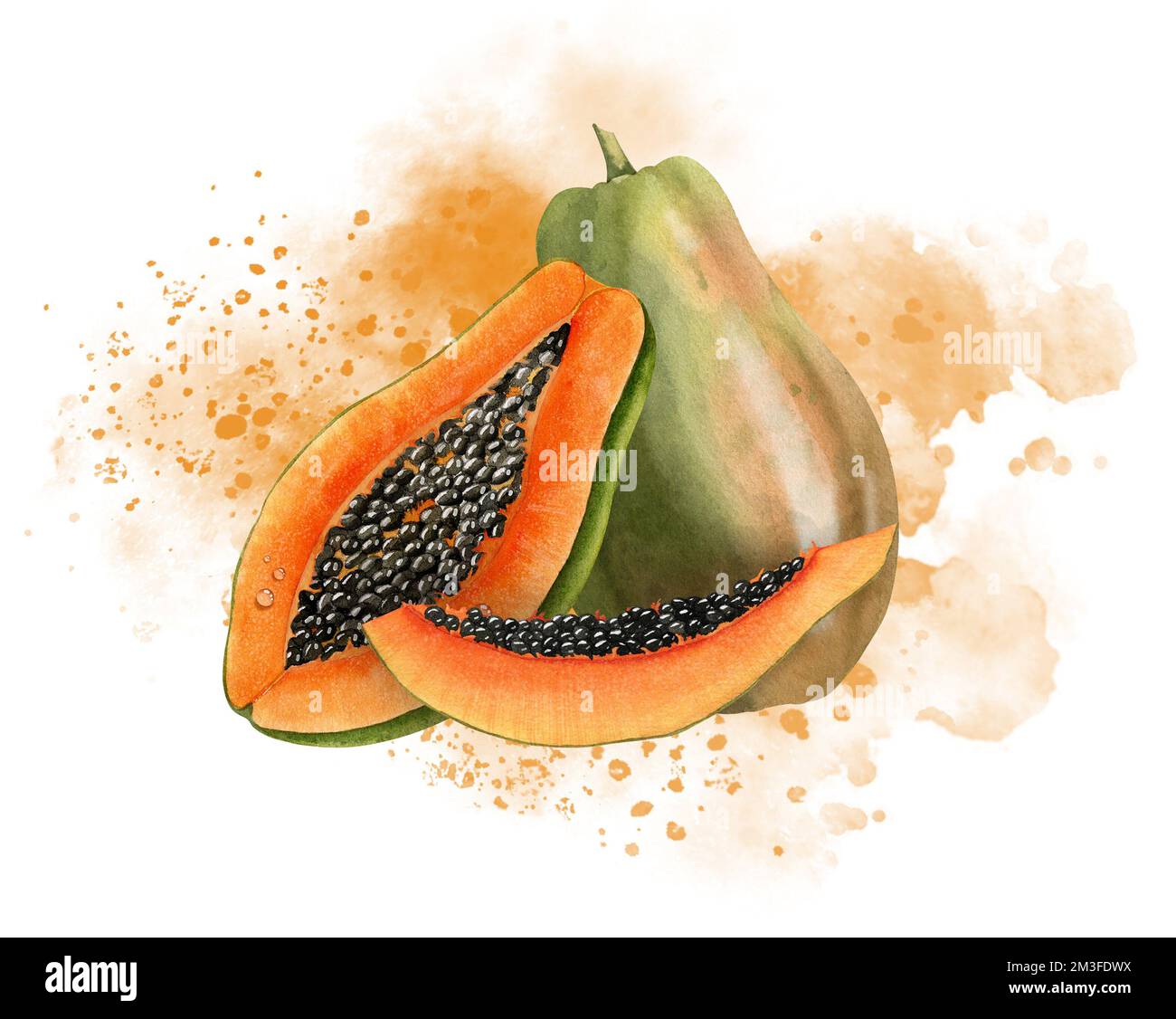 Watercolor Papaya Fruits. Hand drawn food illustration of pawpaw plant ...