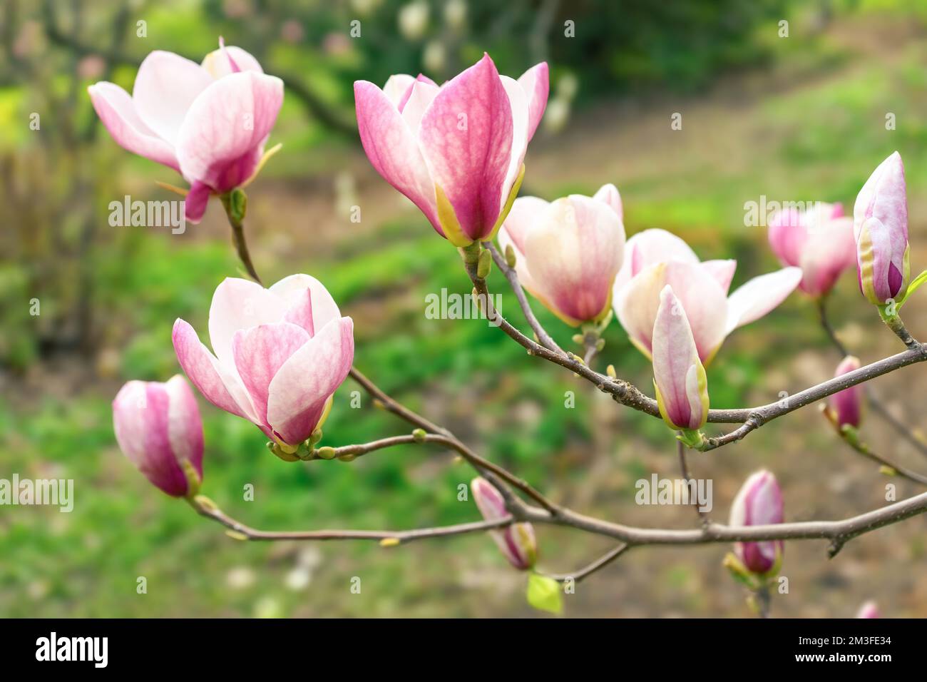 Beautiful blooming magnolia tree with pink flowers. Close up magnolia ...