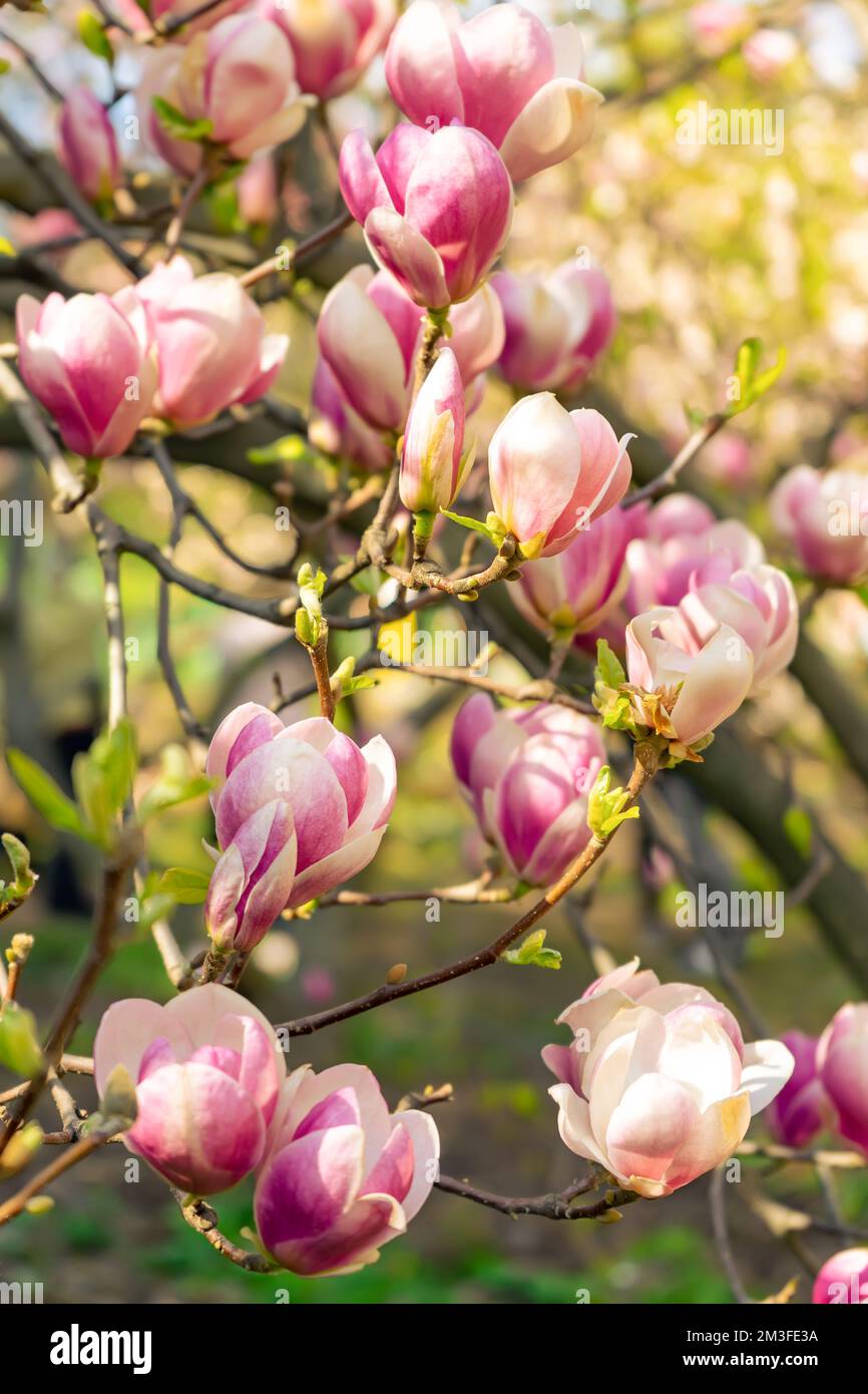 Beautiful blooming magnolia tree with pink flowers. Close up magnolia ...
