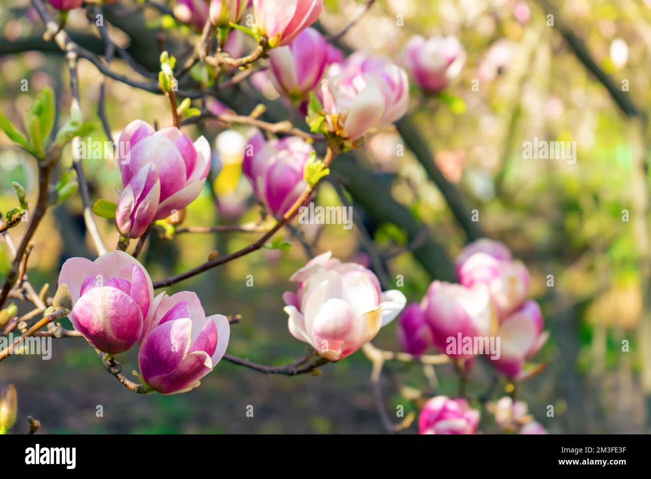 Beautiful blooming magnolia tree with pink flowers. Close up magnolia ...