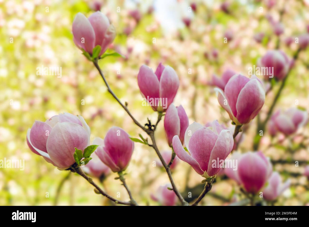 Beautiful blooming magnolia tree with pink flowers. Close up magnolia ...