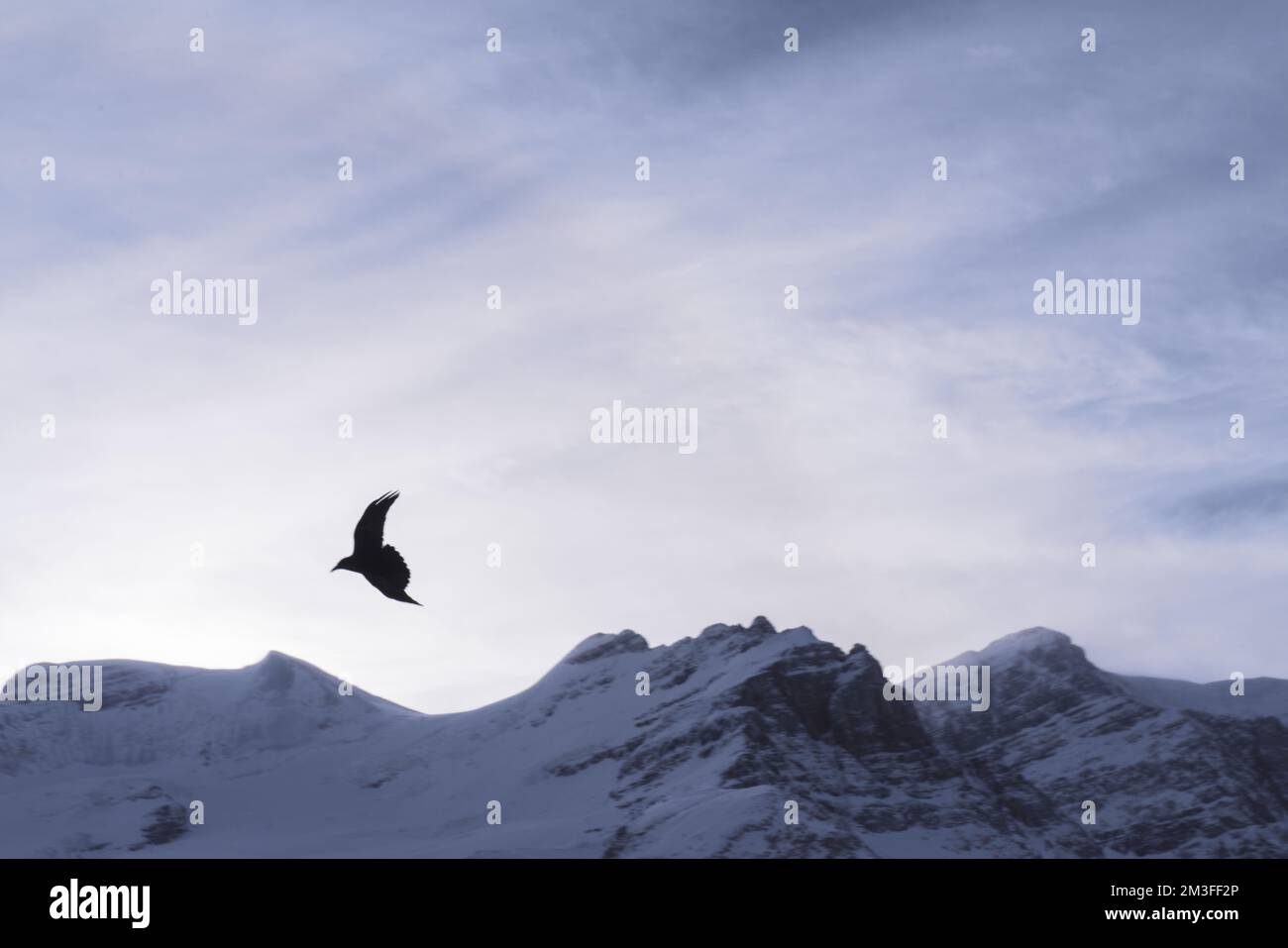Common Raven Winter Stock Photo - Alamy