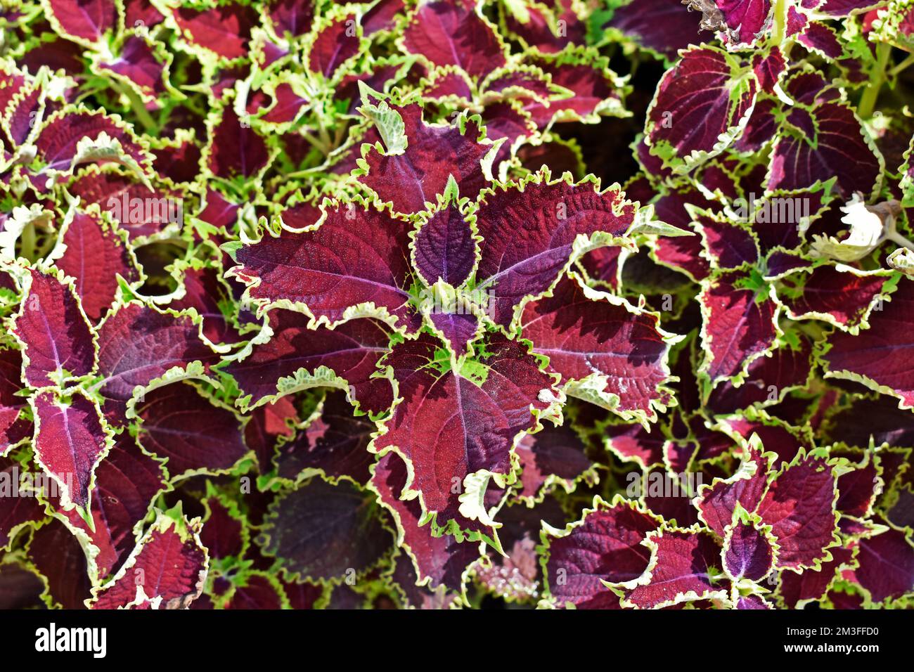Painted nettle or Flame nettle (Coleus blumei Stock Photo - Alamy
