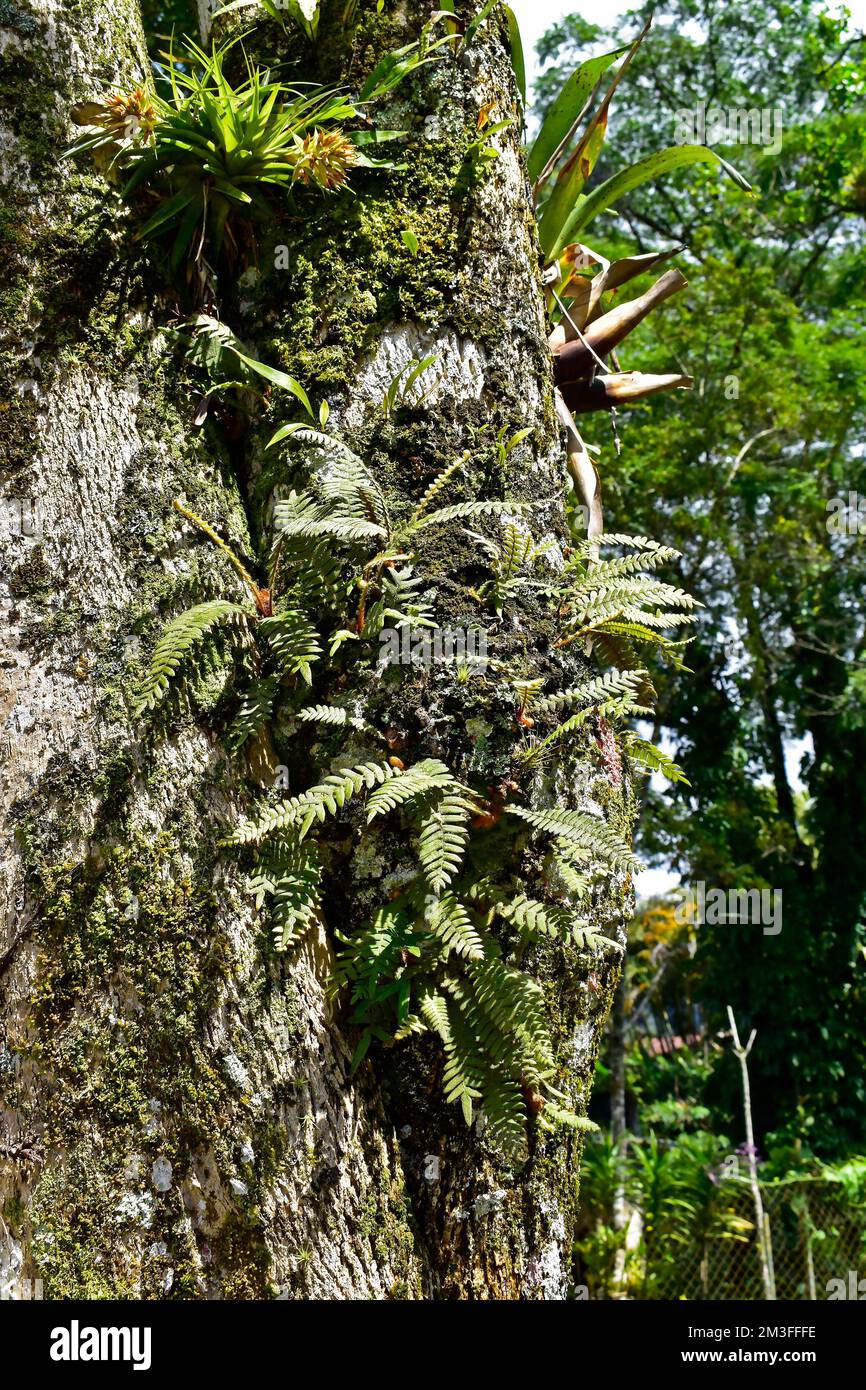 Rainforest with tree ferns hi-res stock photography and images - Alamy