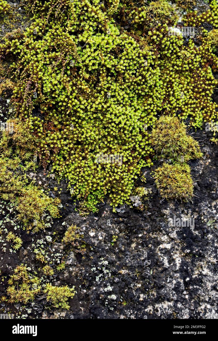 Moss on stone texture background Stock Photo - Alamy