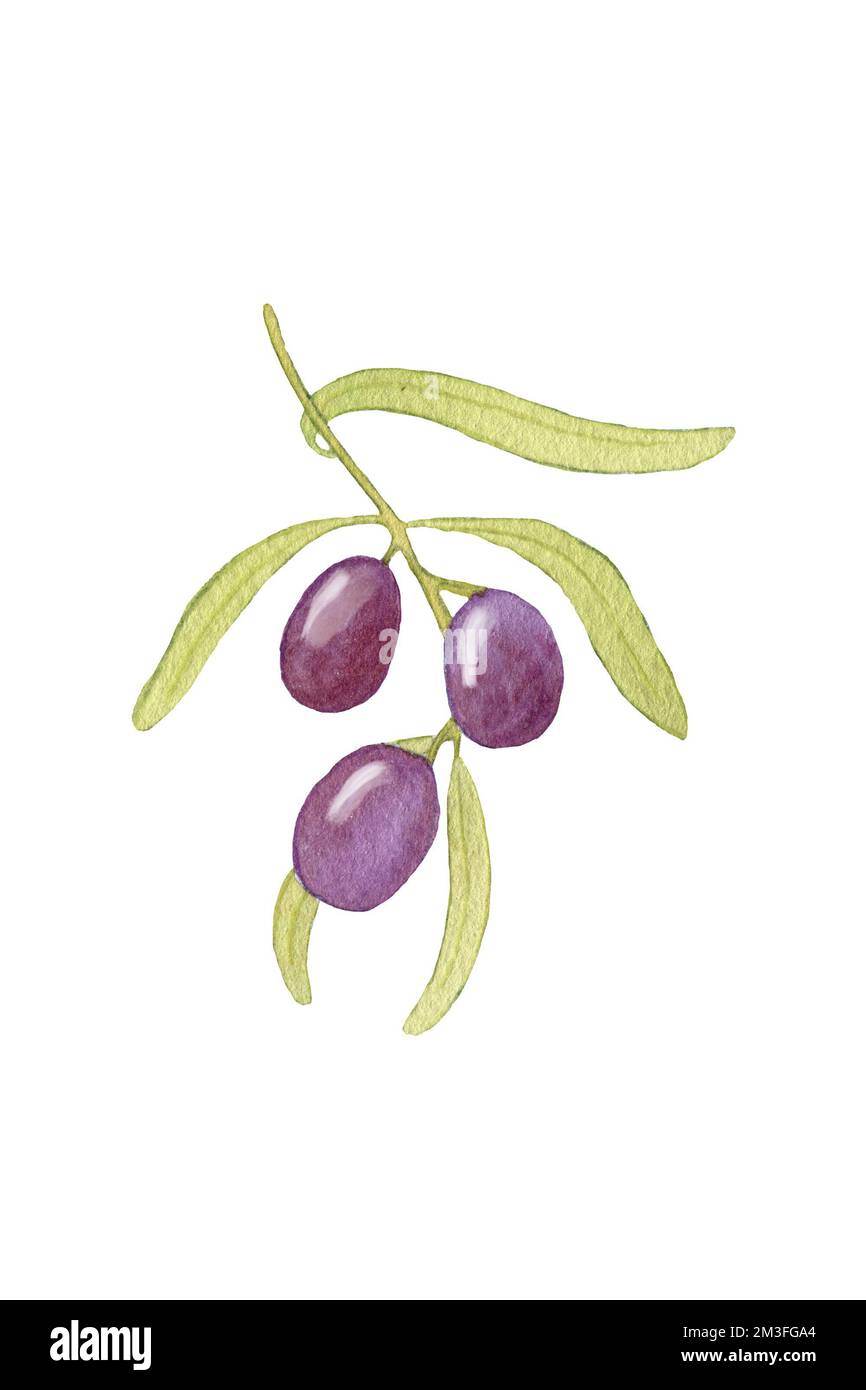 Olive branch. Watercolor Branch with Olives. Purple Olives on Branch ...