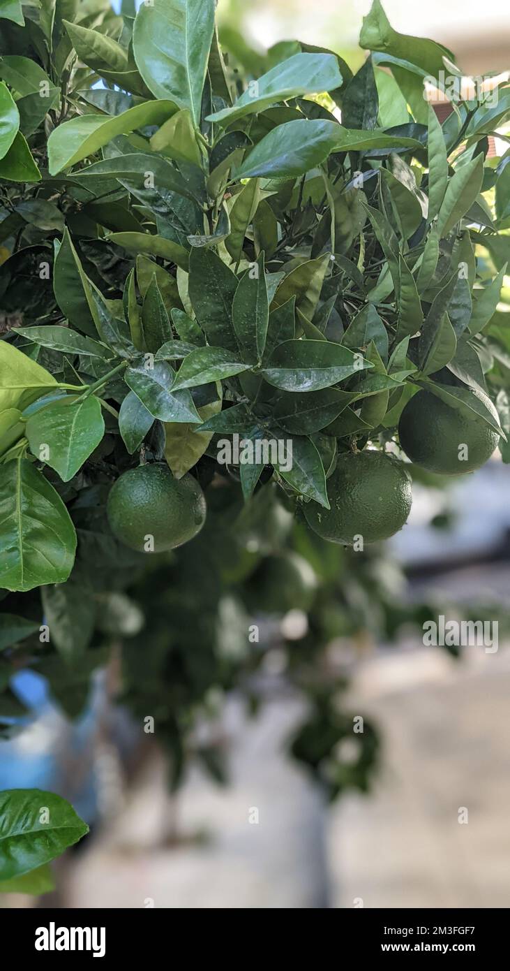 Oroblanco hi-res stock photography and images - Alamy