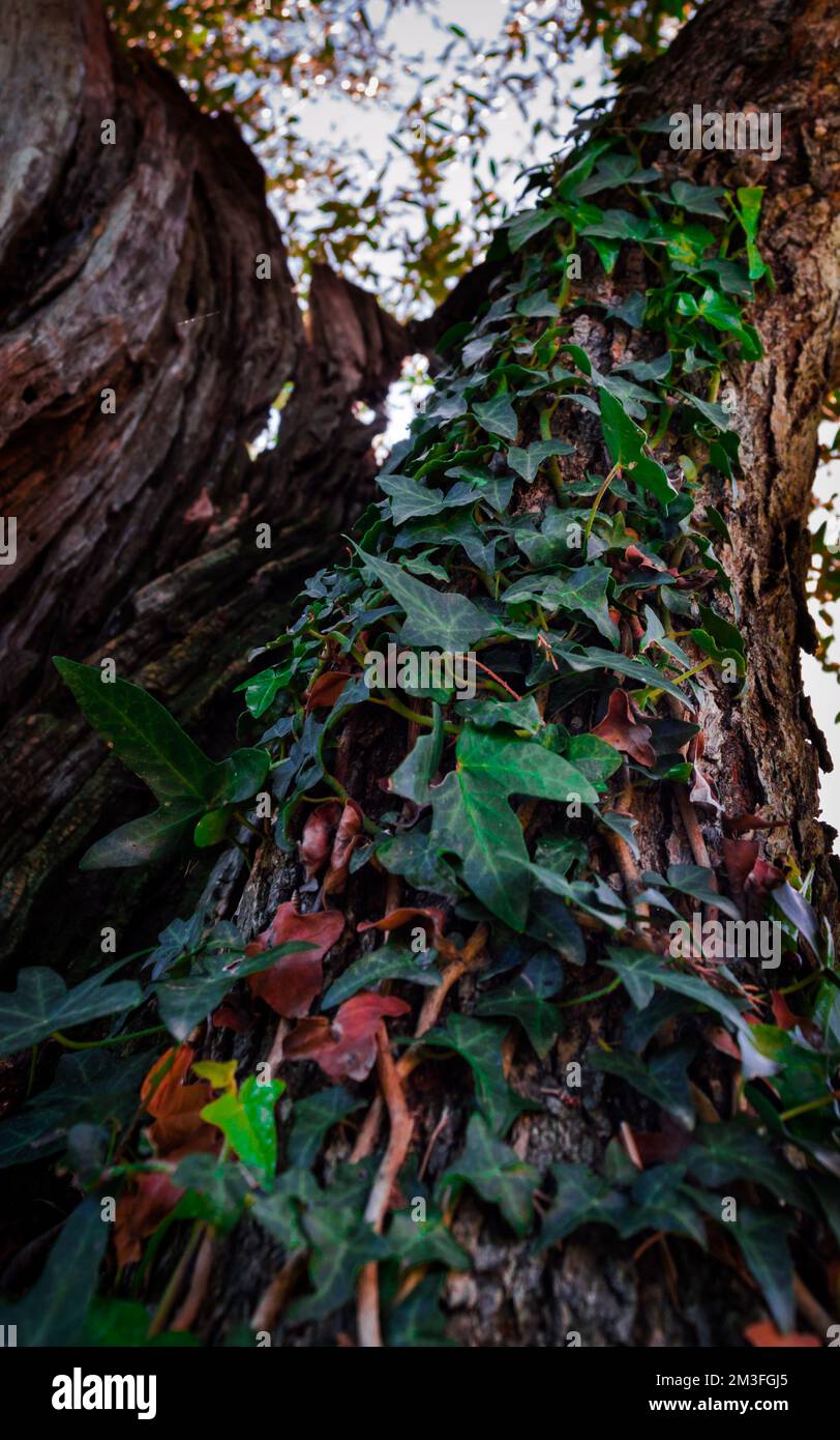 green ivy plant grow in a olive tree in the summer season Stock Photo ...