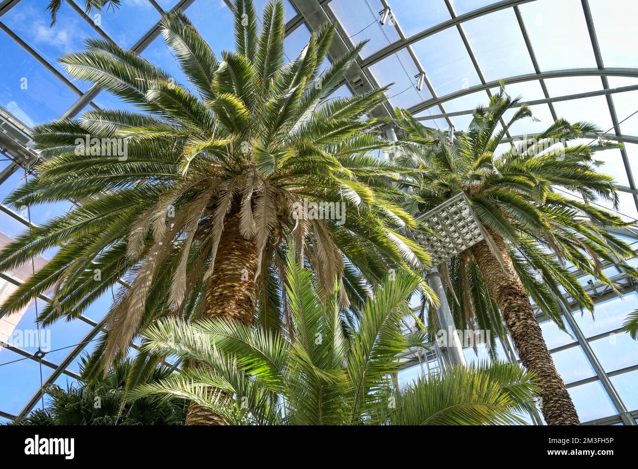 Palme, Palmenhaus, Insel Mainau, Baden-Württemberg, Deutschland Stock ...