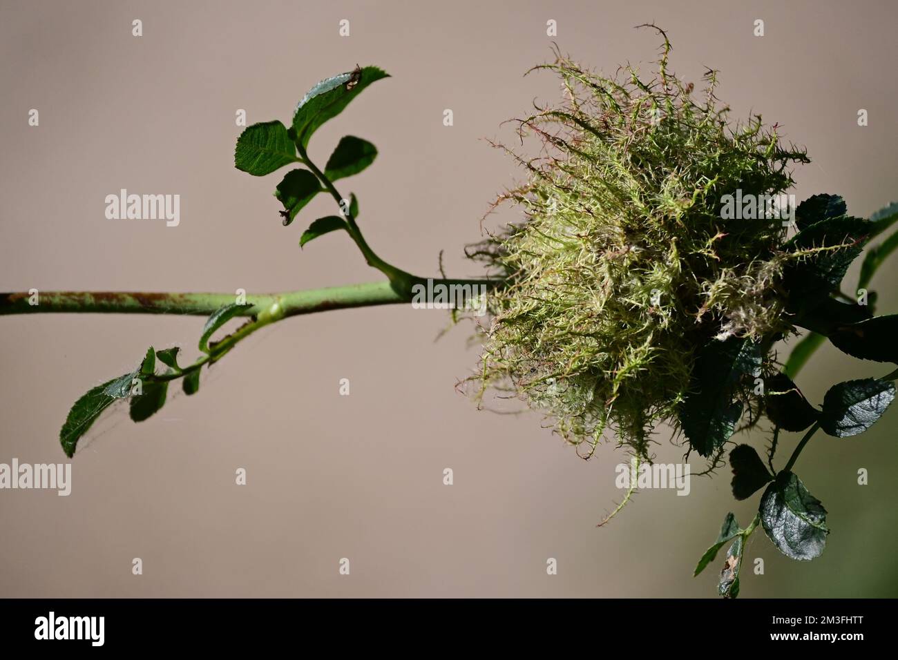 Beggar lice hi-res stock photography and images - Alamy