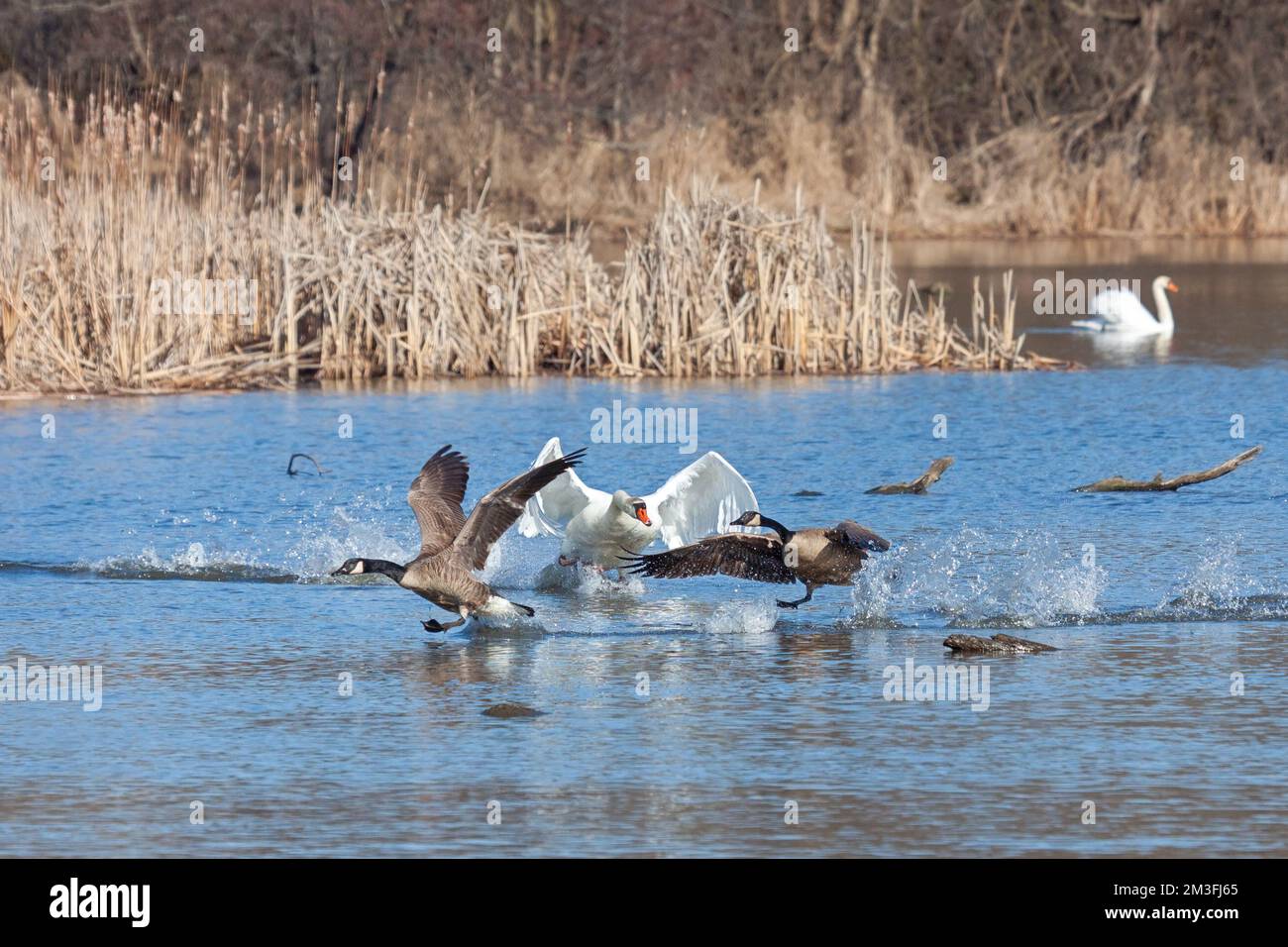 Goose attack hi-res stock photography and images - Alamy