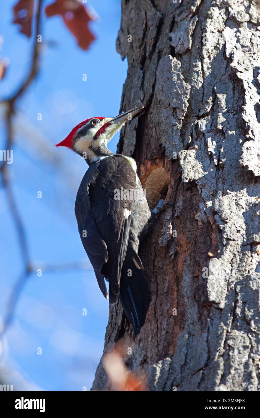 A pileated woodpecker stand next to a hole in an oak tree that it ...
