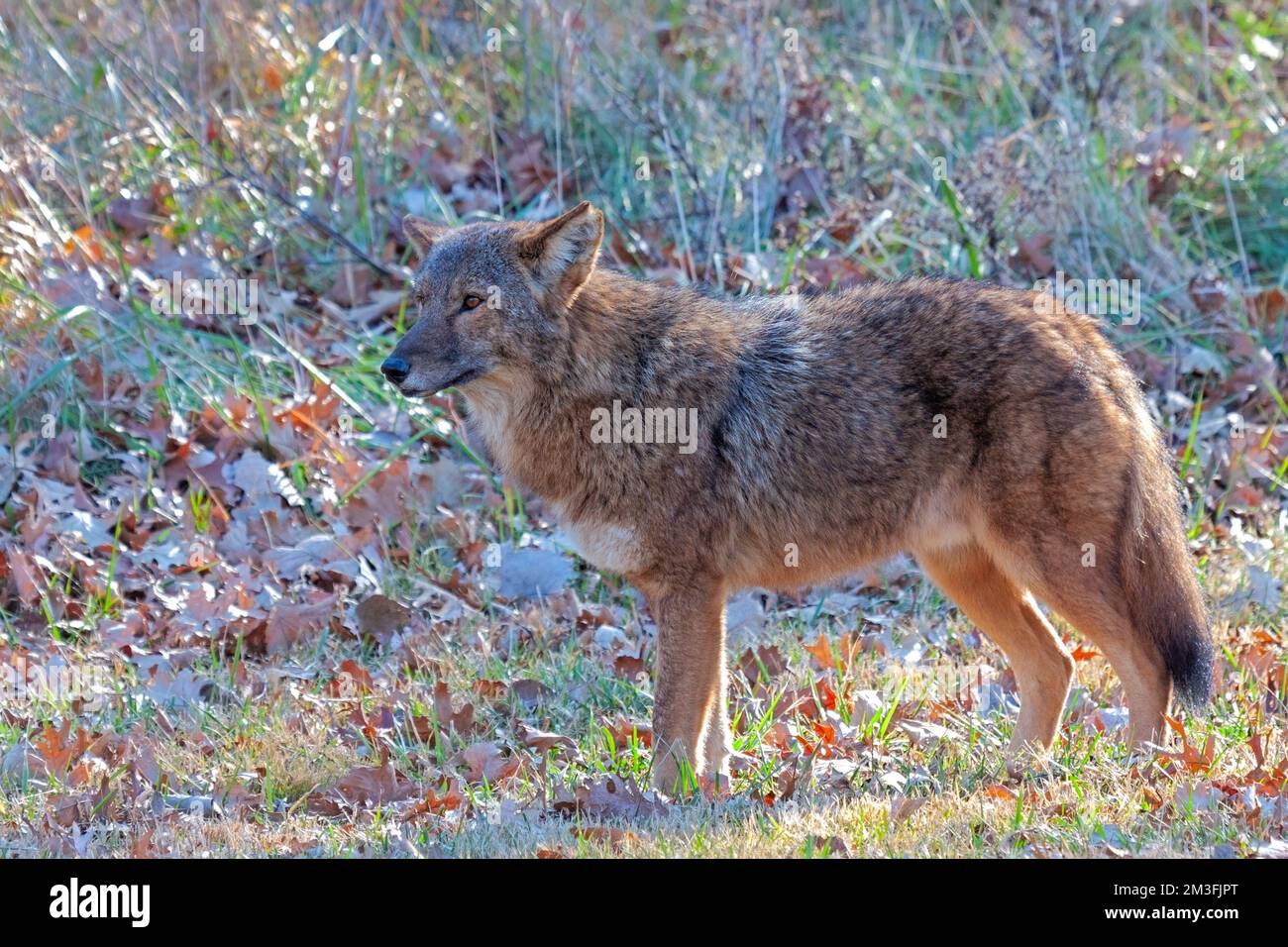 A leary coyote stands still and stares into the distance at a nearby ...