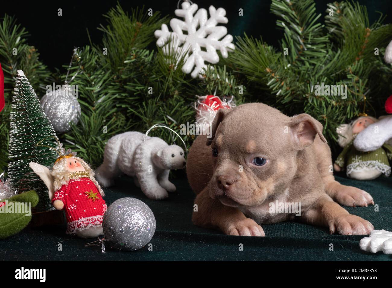 The american bully pocket hi-res stock photography and images - Alamy