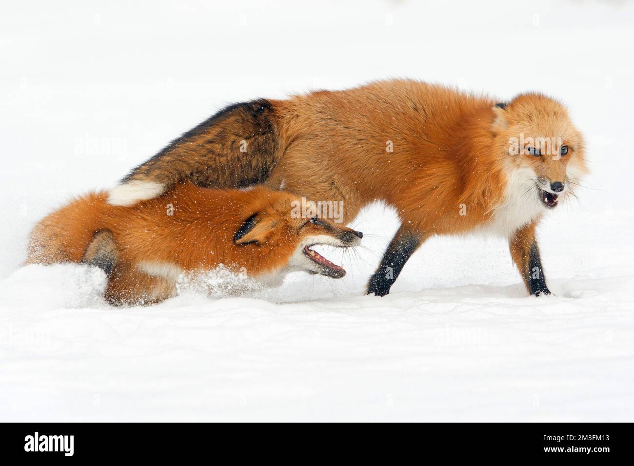 Two foxes fighting hi-res stock photography and images - Alamy